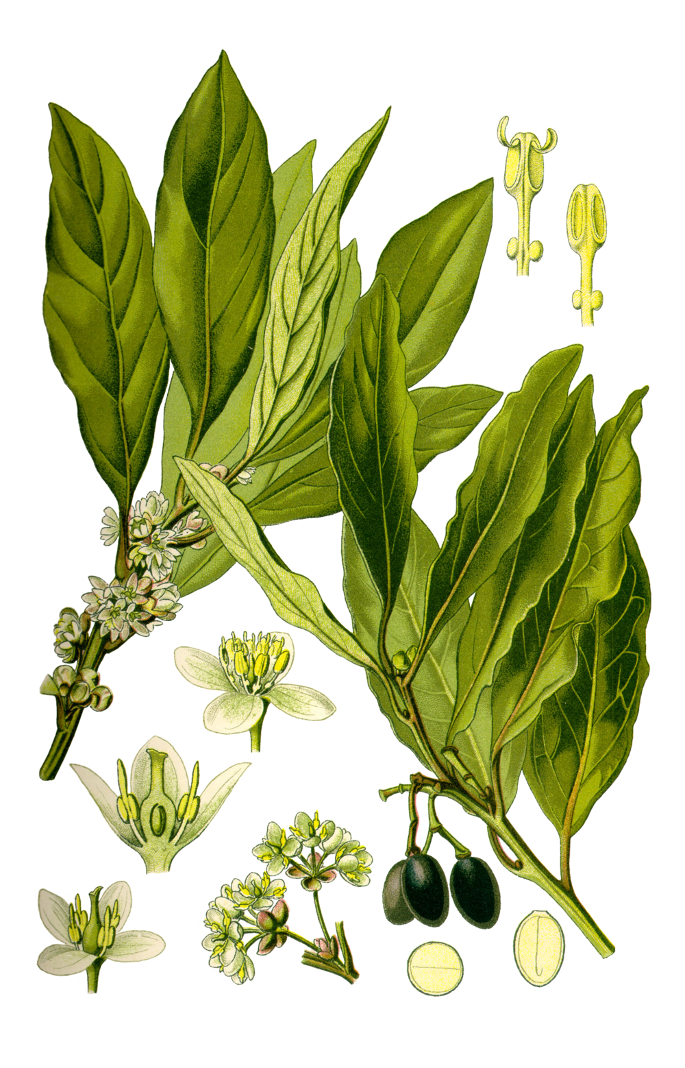 Laurier noble (Laurus nobilis) - Phyto-info
