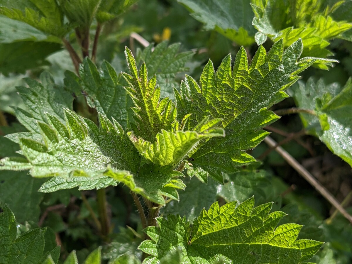 Grande ortie (Urtica dioïca) - Phyto-info