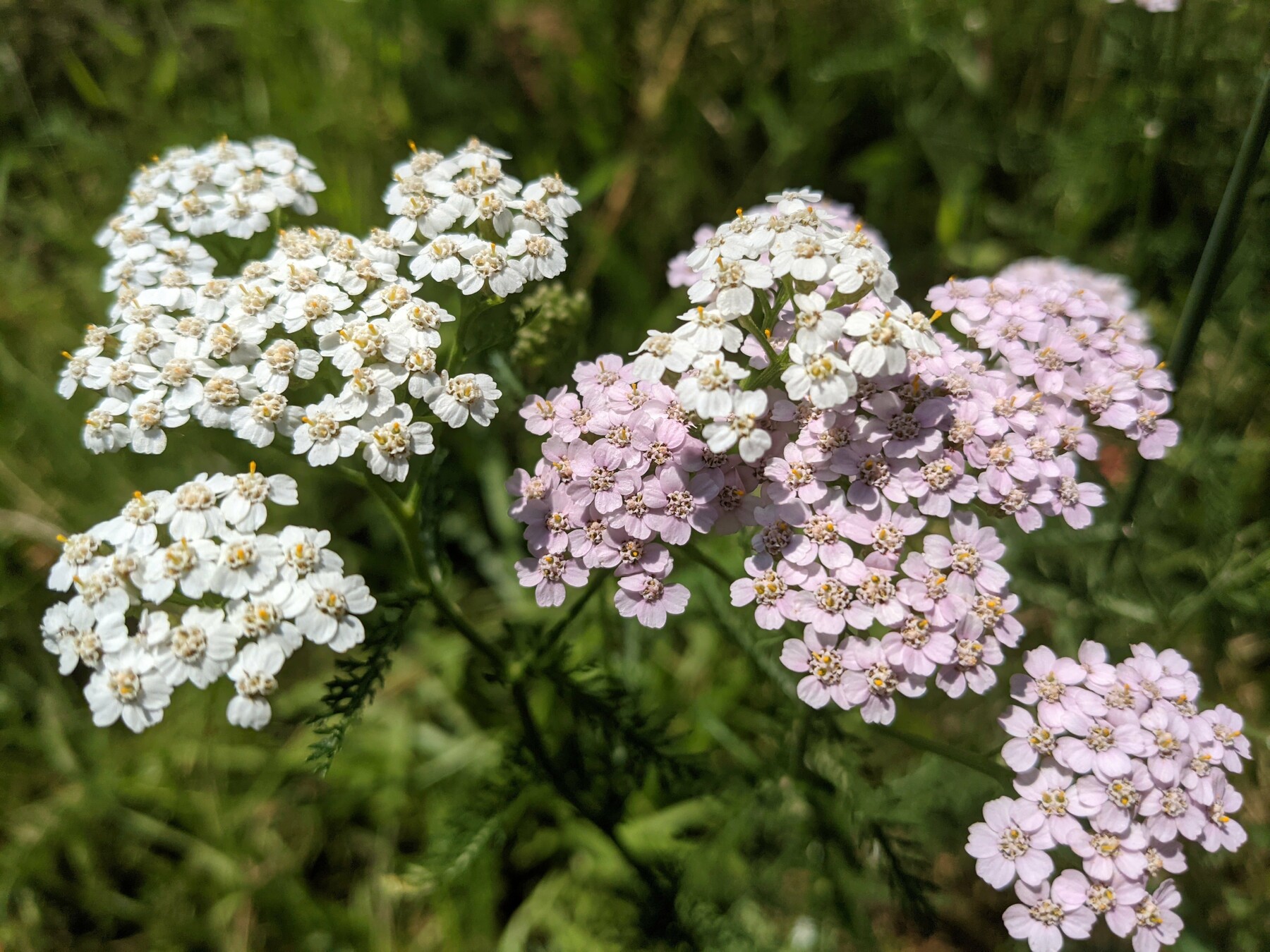 Achillée millefeuille (Achillea millefolium) - Phyto-info