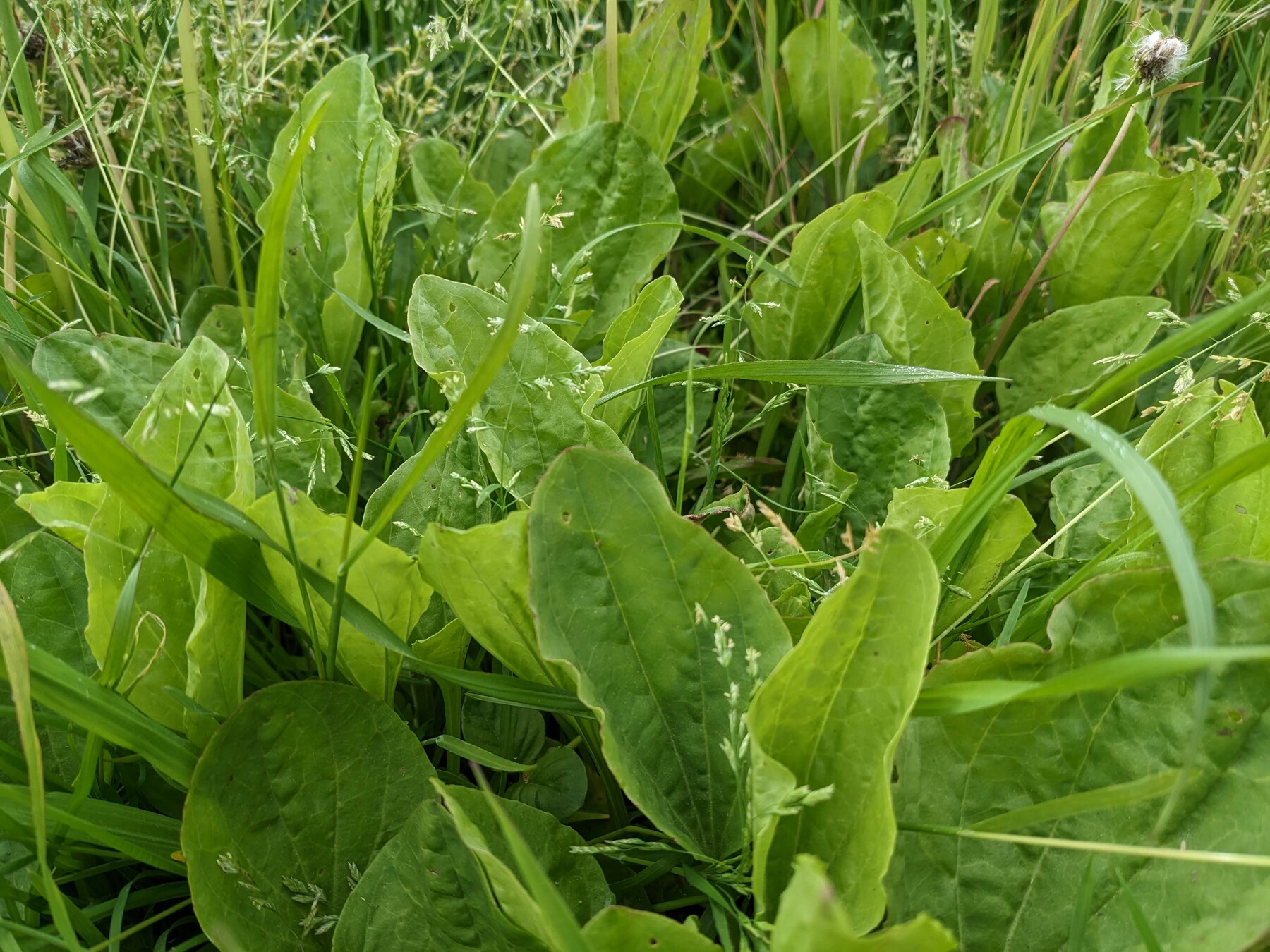 Grand plantain (Plantago major) - Phyto-info