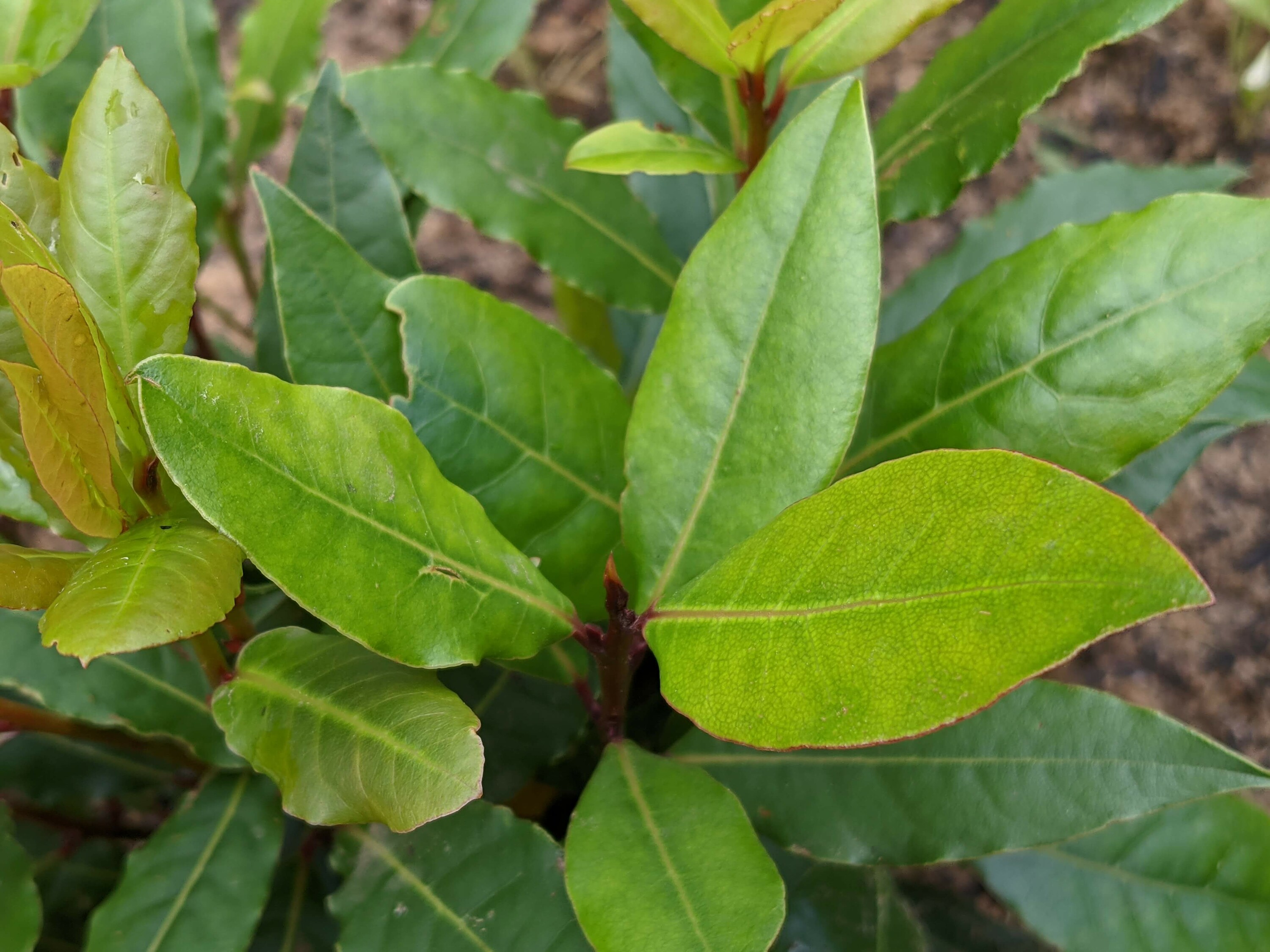 Laurier noble (Laurus nobilis) - Phyto-info