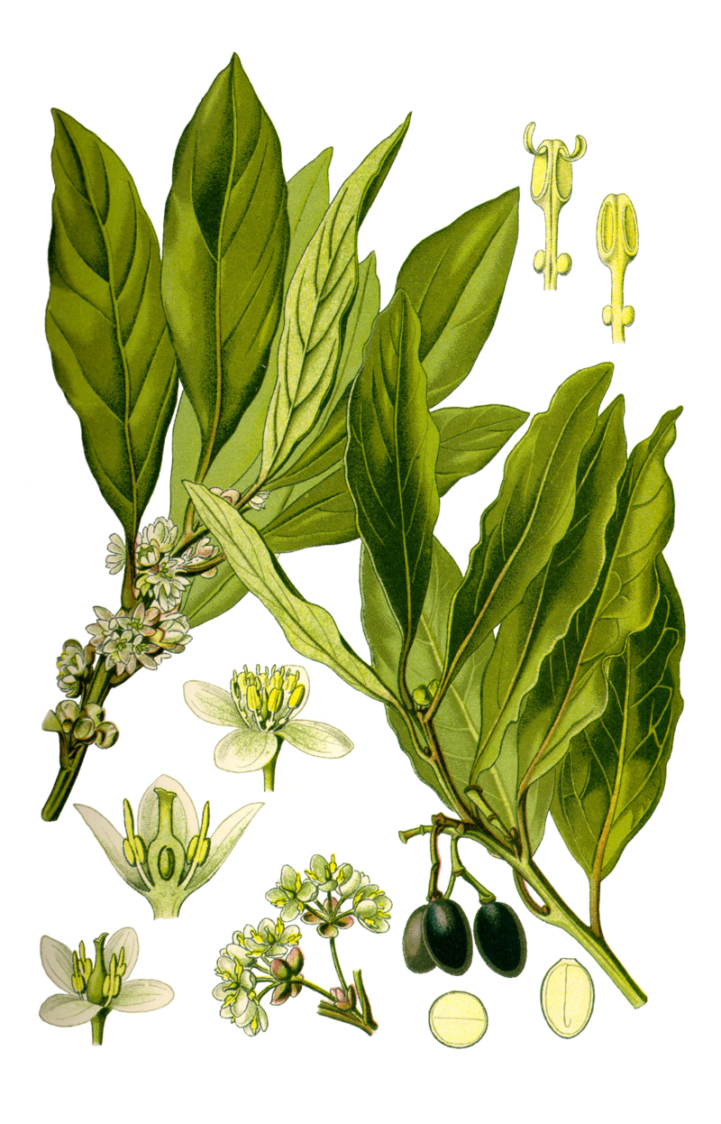 Laurier noble (Laurus nobilis) - Phyto-info